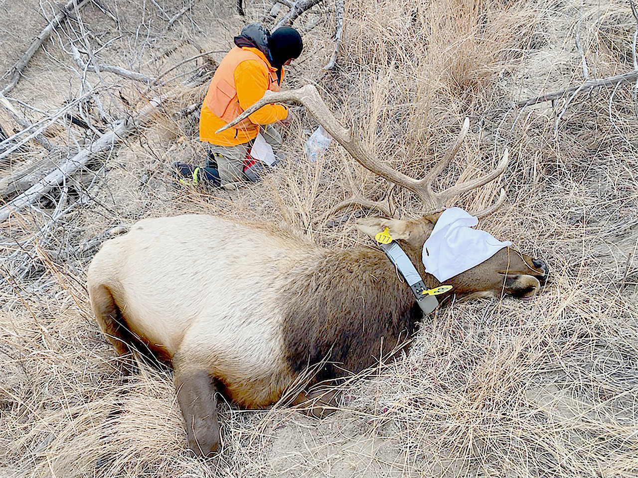 Nebraska Game & Parks Placing GPS Collars on Area Elk | Ainsworth Star ...