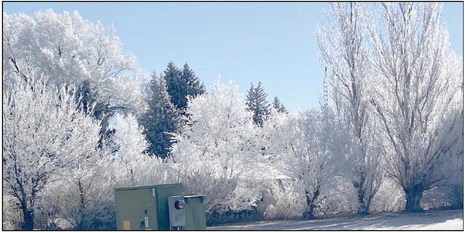 Frost Covered Trees Make for A Pretty Scenery; Wasn’t Expecting It This ...